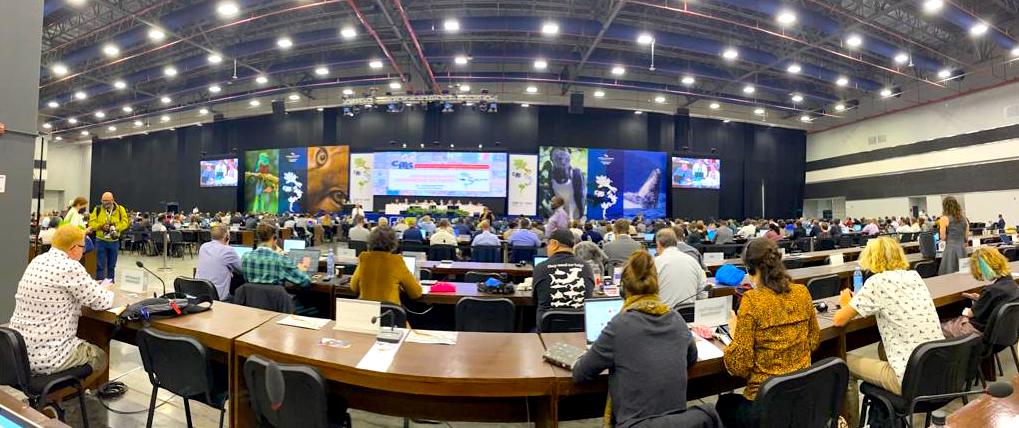 Plenary session marks the beginning of the end of CITES CoP19