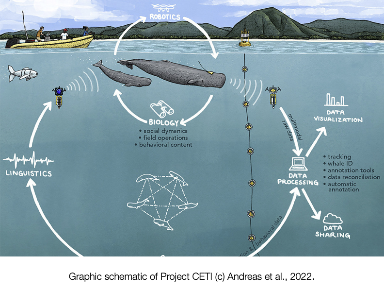 Communicating with whales through AI?