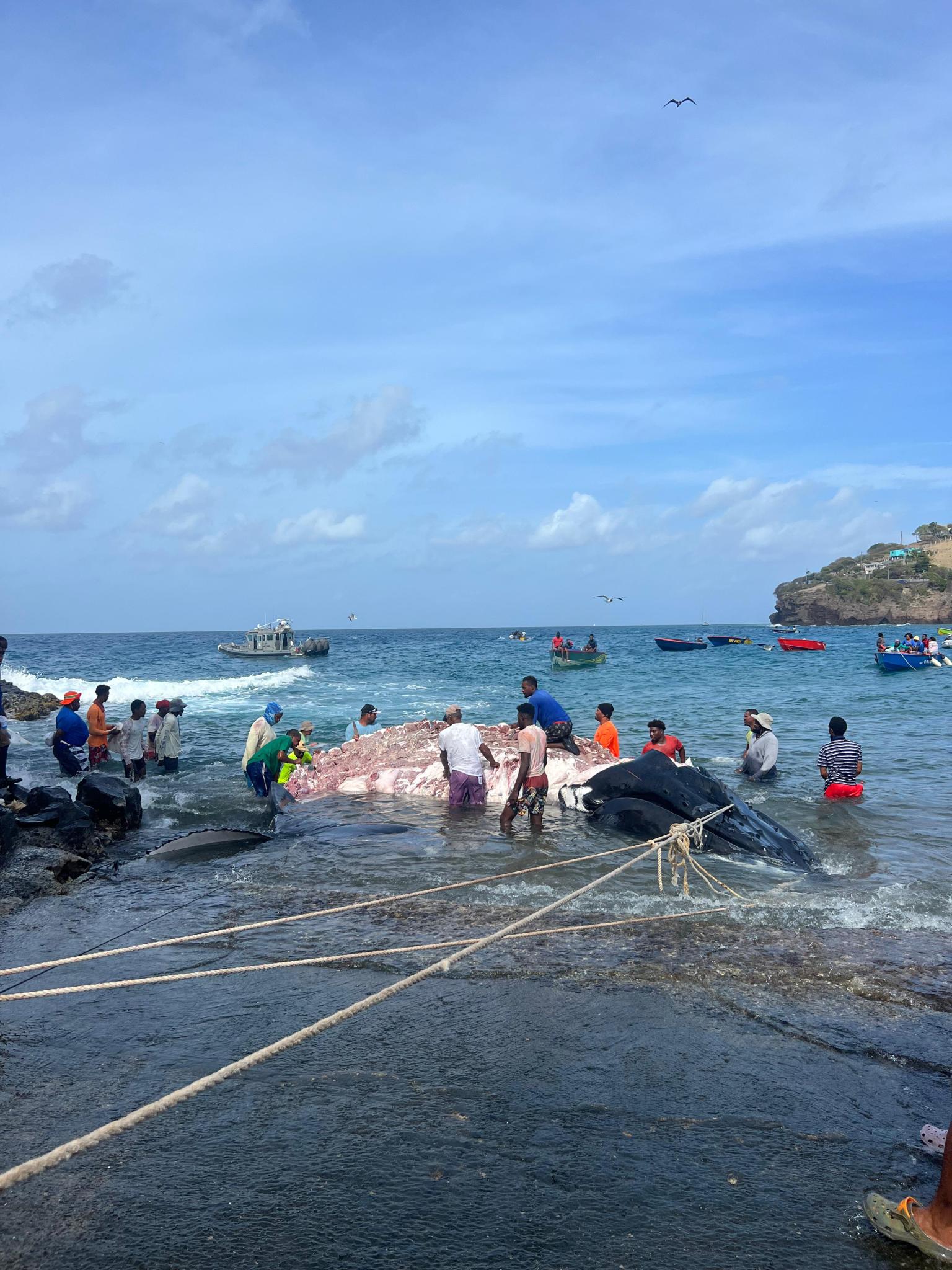 A milestone for indigenous rights at the IWC: Consensus on subsistence ...